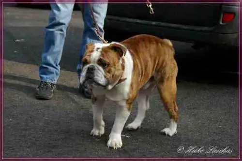 Engelbert - ROSENGARTEN-Sterne