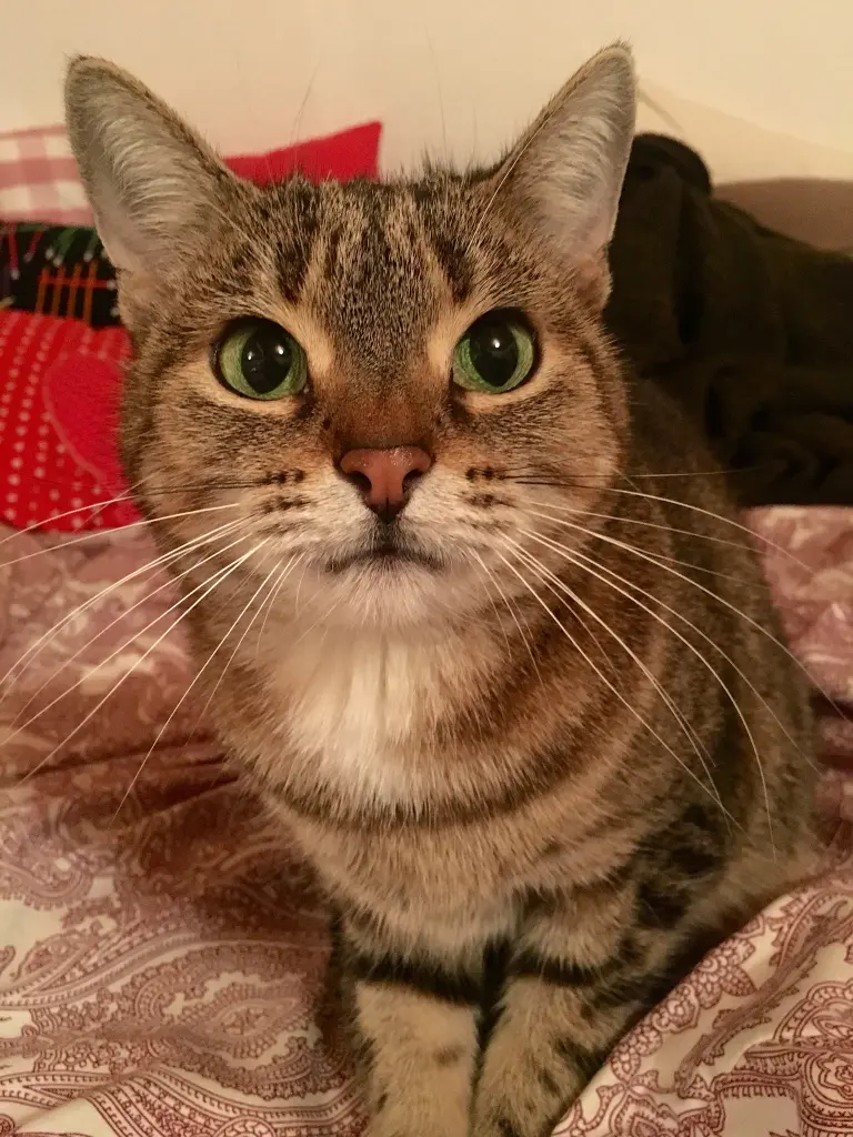 Tiger ( ︎19.07.2019) - ROSENGARTEN-Sterne