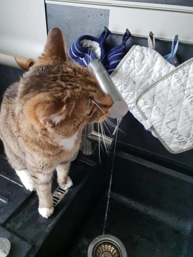 Merlin (*08.2001 - ︎10.09.2019) - ROSENGARTEN-Sterne