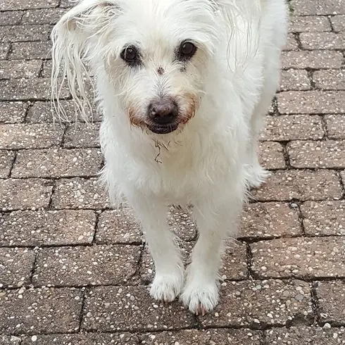 Merlin Fritzsche (*15.09.2003 - ︎24.10.2018) - ROSENGARTEN-Sterne