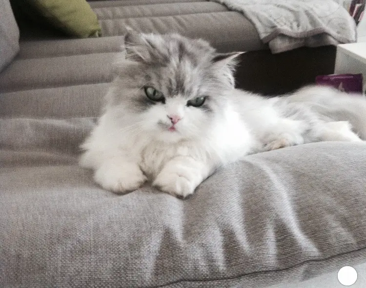 Merlin (*05.2006 - ︎10.2019) - ROSENGARTEN-Sterne