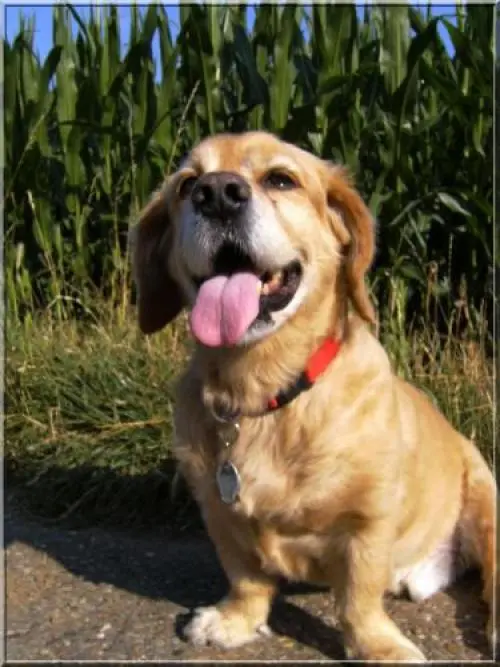 Charly - ROSENGARTEN-Sterne