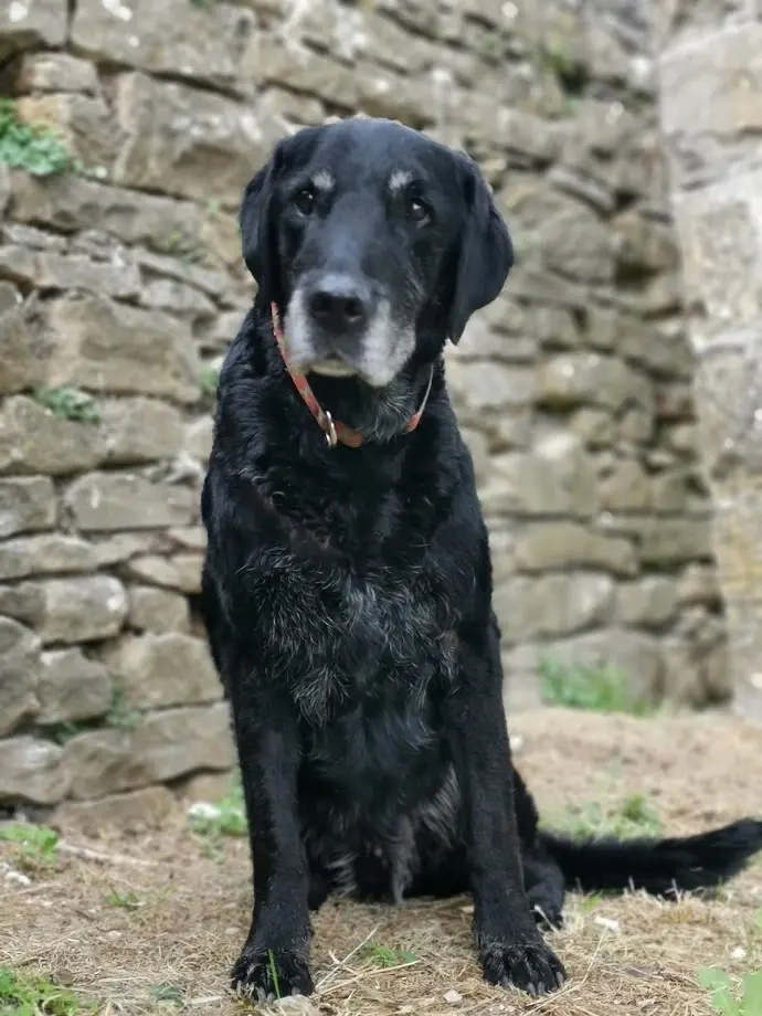 Merlin (*29.04.2007 - ︎21.10.2019) - ROSENGARTEN-Sterne