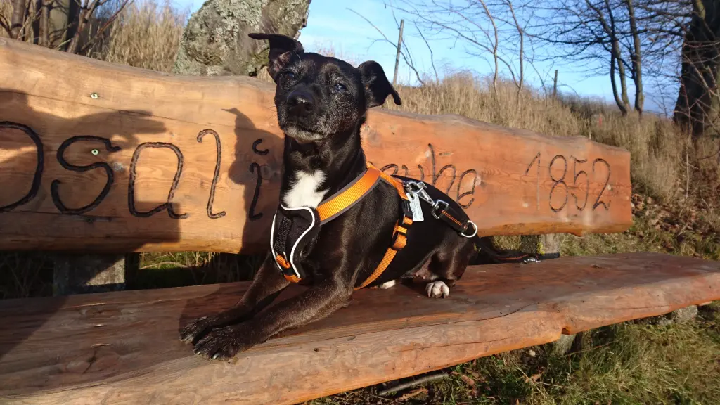 Lucy (*09.11.2005 - ︎13.12.2019) - ROSENGARTEN-Sterne