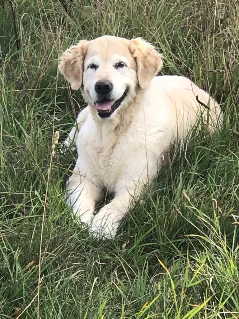 Aria (*12.07.2006 - ︎11.02.2020) - ROSENGARTEN-Sterne