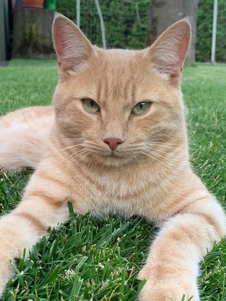 Leo (*15.04.2018 - ︎28.03.2020) - ROSENGARTEN-Sterne