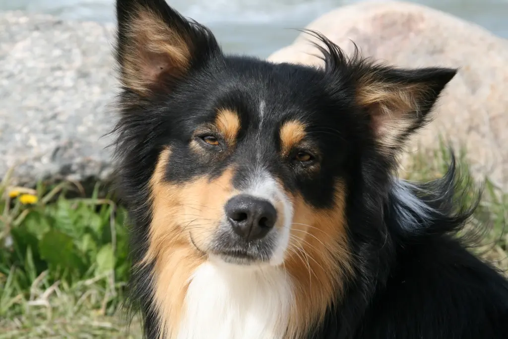 Murphy (*04.2007 - ︎03.2020) - ROSENGARTEN-Sterne