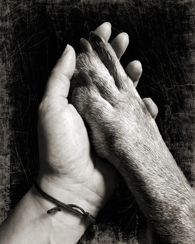 Chuma (*14.02.2008 - ︎22.06.2020) - ROSENGARTEN-Sterne