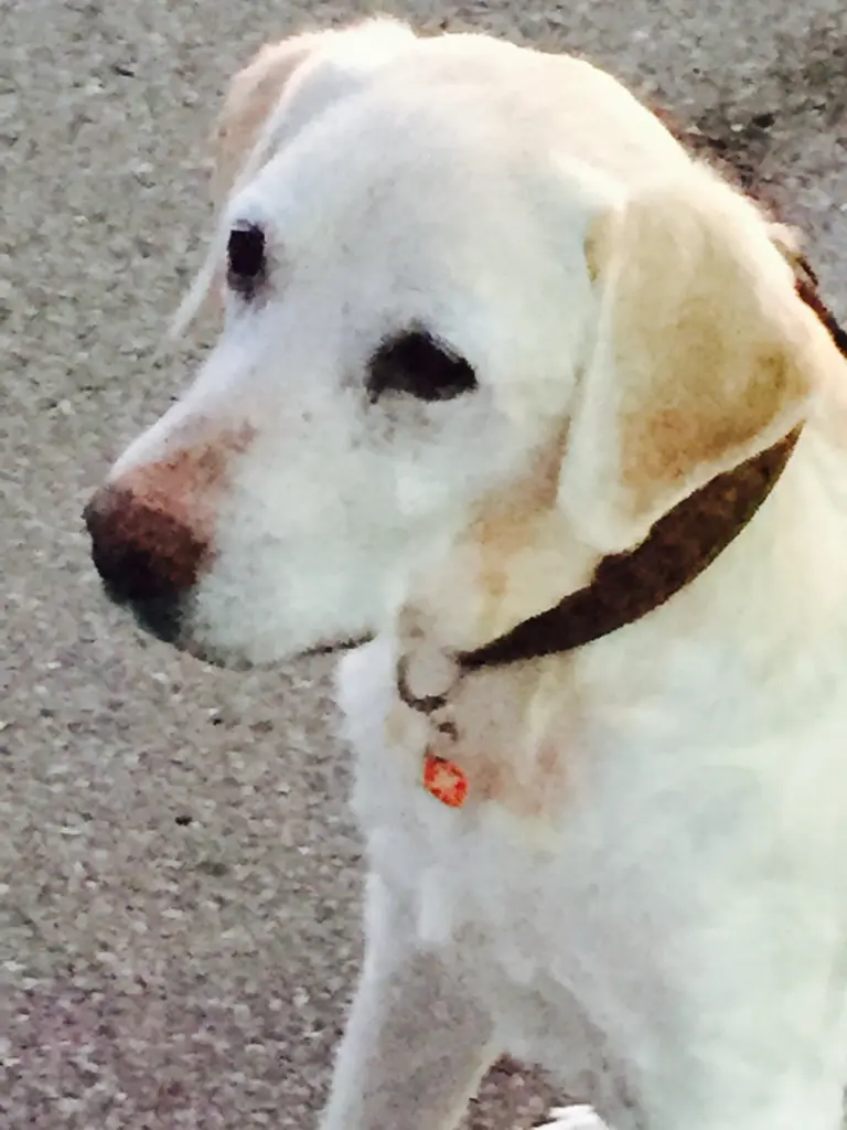Ricky (*25.11.2005 - ︎07.03.2016) - ROSENGARTEN-Sterne