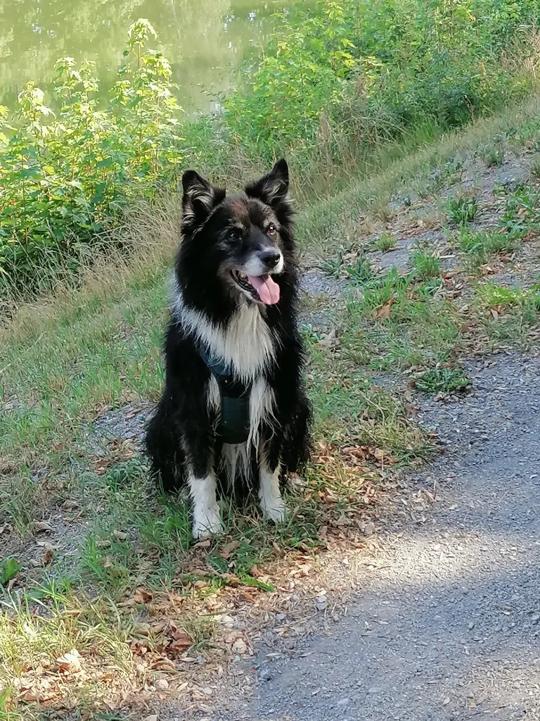 Spike (*08.02.2007 - ︎13.08.2020) - ROSENGARTEN-Sterne