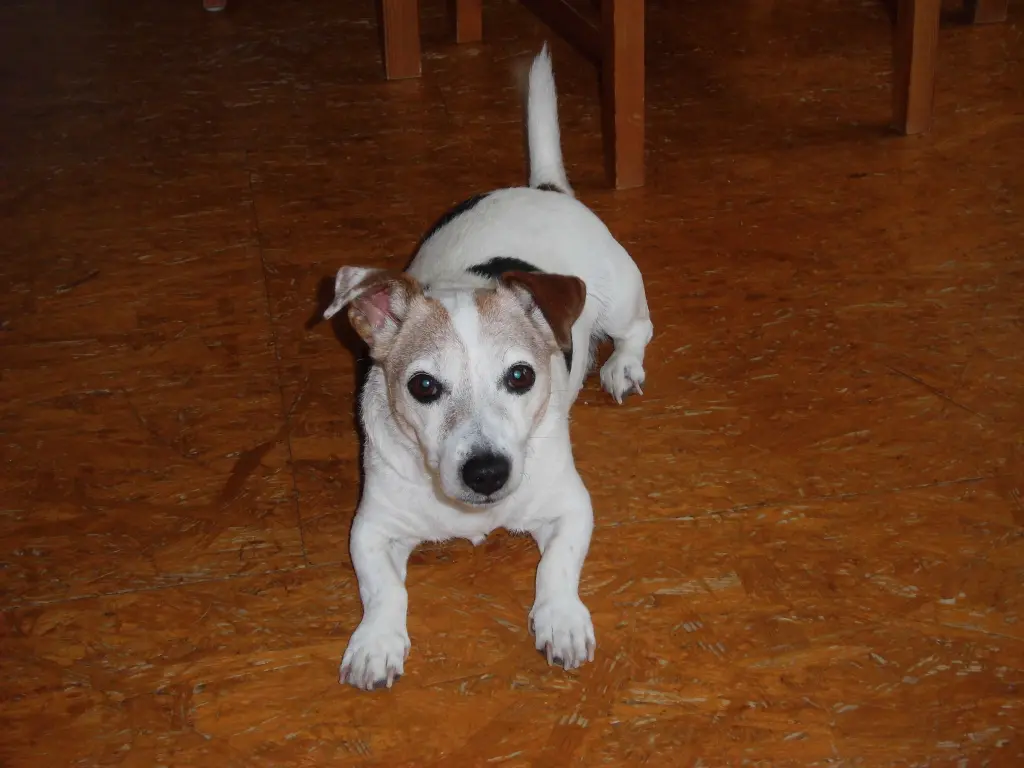 Daidy (*28.10.2002 - ︎29.09.2020) - ROSENGARTEN-Sterne