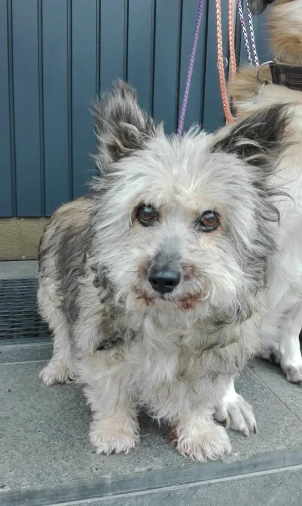 Idgie (*18.05.2009 - ︎10.11.2020) - ROSENGARTEN-Sterne