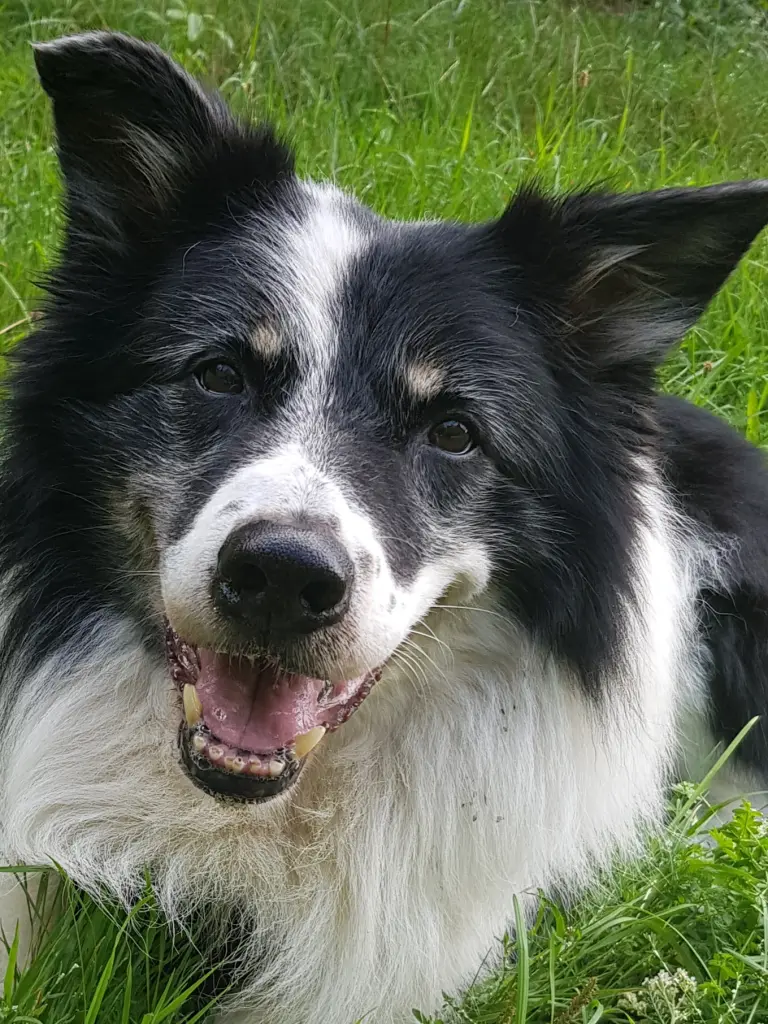 Merlin (*30.03.2006 - ︎05.11.2020) - ROSENGARTEN-Sterne