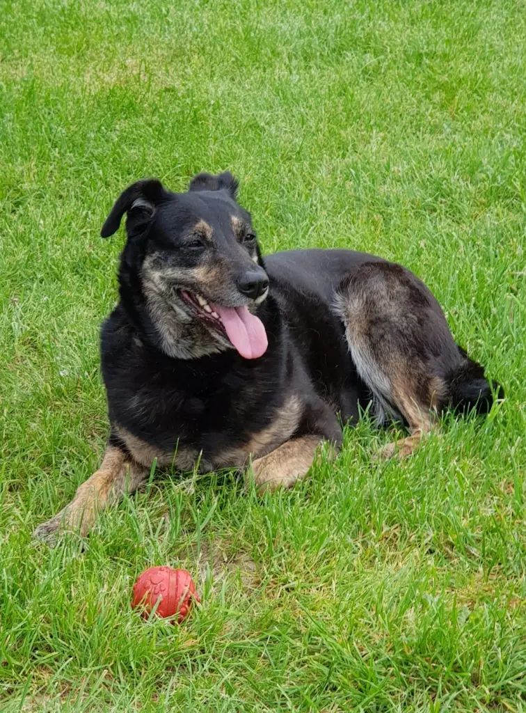 Ronja (*02.03.2009 - ︎01.01.2021) - ROSENGARTEN-Sterne