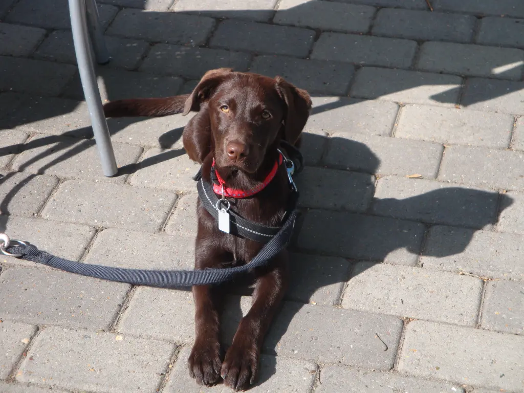 Emma (*25.02.2011 - ︎21.12.2020) - ROSENGARTEN-Sterne