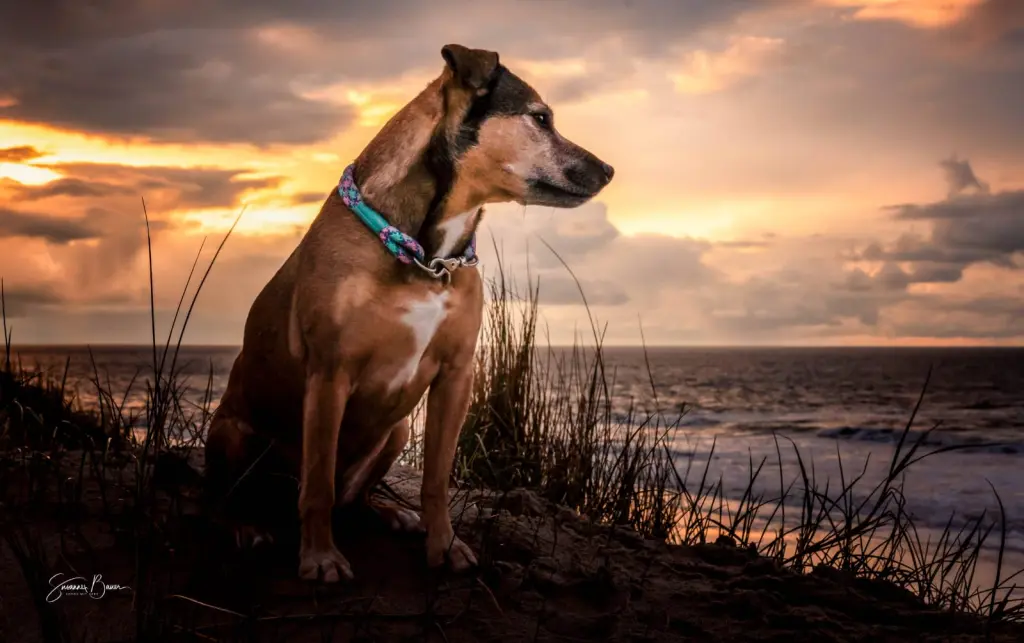 Fine (*24.03.2008 - ︎18.01.2021) - ROSENGARTEN-Sterne