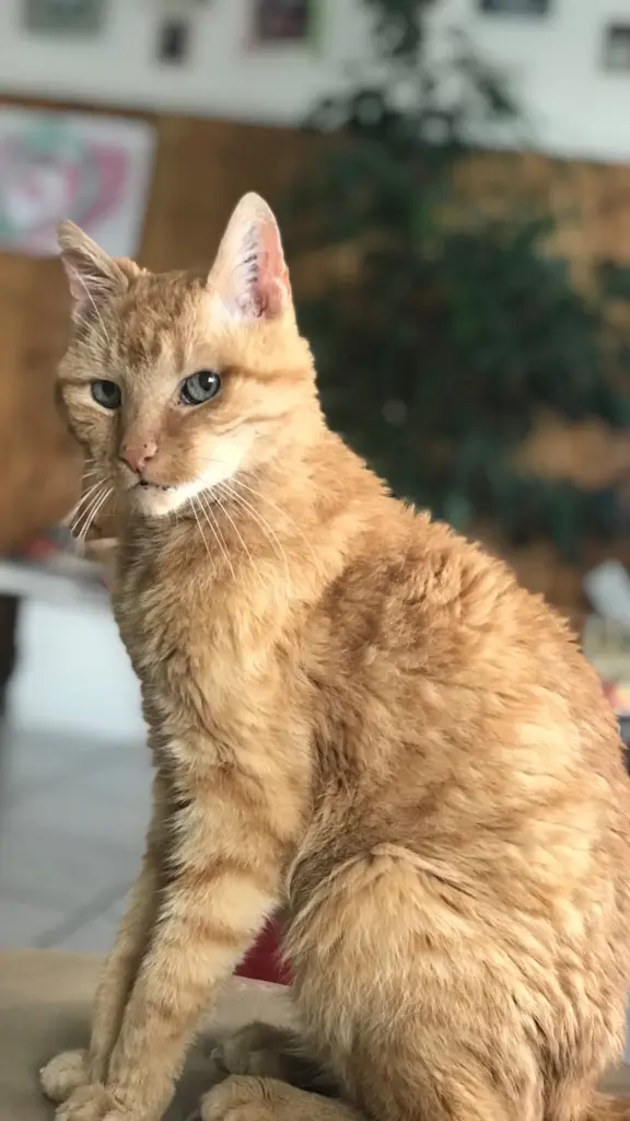 Tiger (*20.04.2000 - ︎03.02.2021) - ROSENGARTEN-Sterne