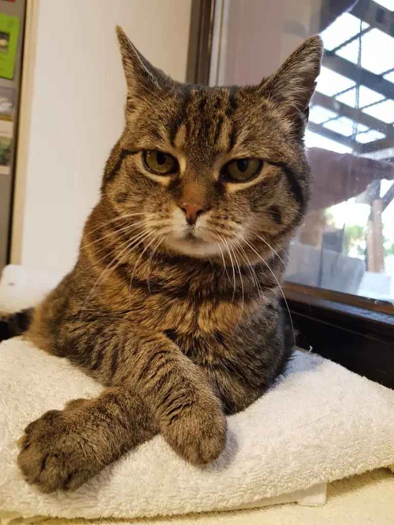 Mama (*2002 - ︎01.02.2021) - ROSENGARTEN-Sterne