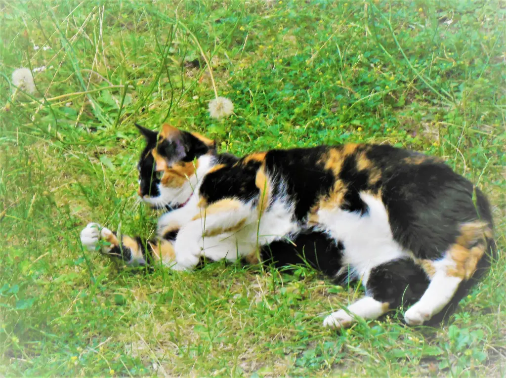 Micky (*04.2004 - ︎29.01.2021) - ROSENGARTEN-Sterne