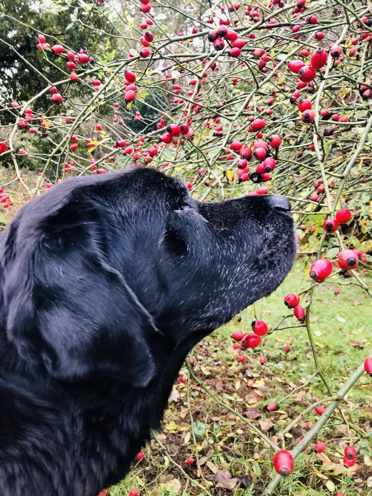 Baily (*31.05.2007 - ︎03.02.2021) - ROSENGARTEN-Sterne