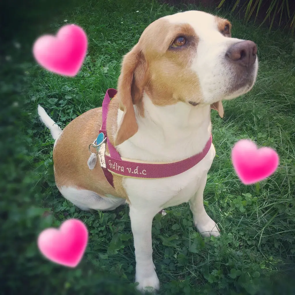 Indira (*06.03.2006 - ︎08.02.2021) - ROSENGARTEN-Sterne