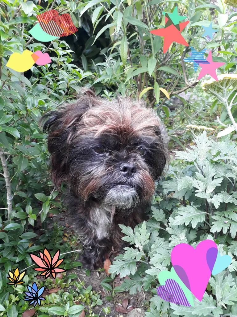 Pia (*24.04.2008 - ︎07.02.2021) - ROSENGARTEN-Sterne