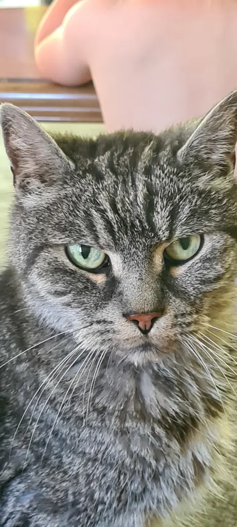 Teddy (*02.2007 - ︎01.03.2021) - ROSENGARTEN-Sterne