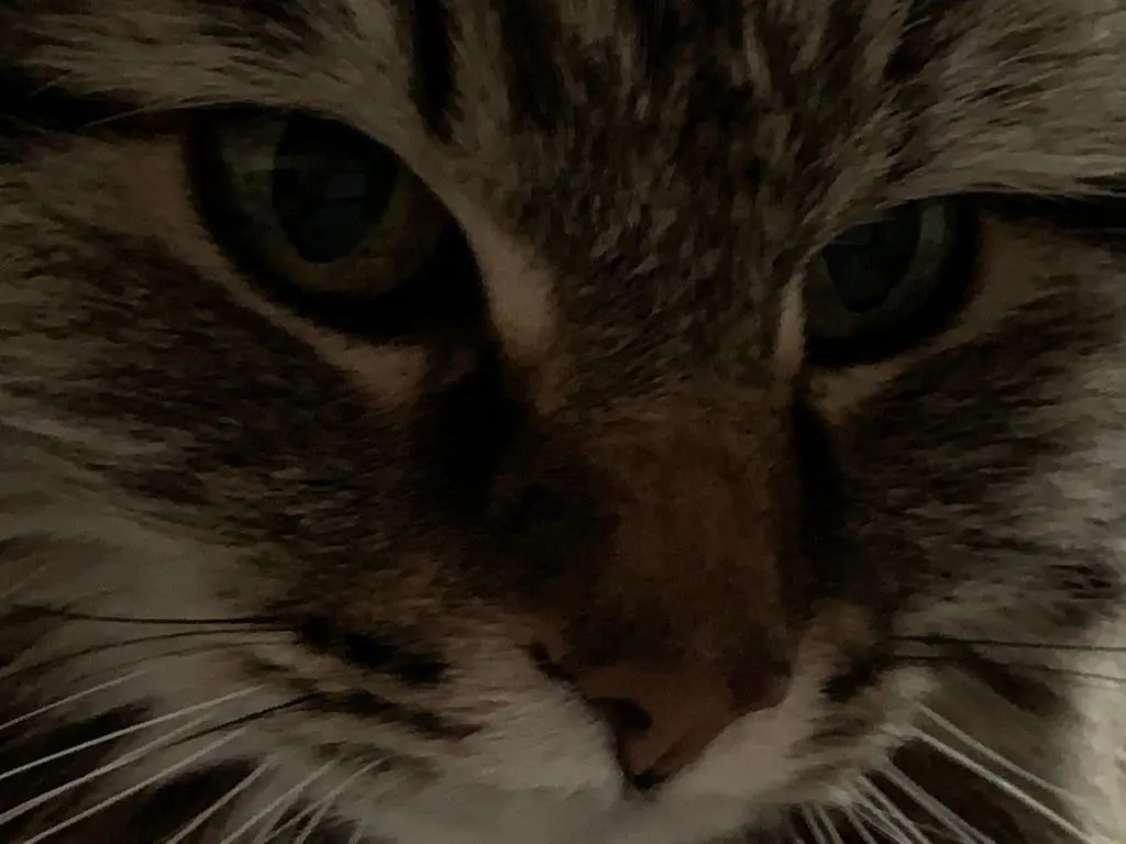 Sunny (*15.04.2004 - ︎13.02.2021) - ROSENGARTEN-Sterne