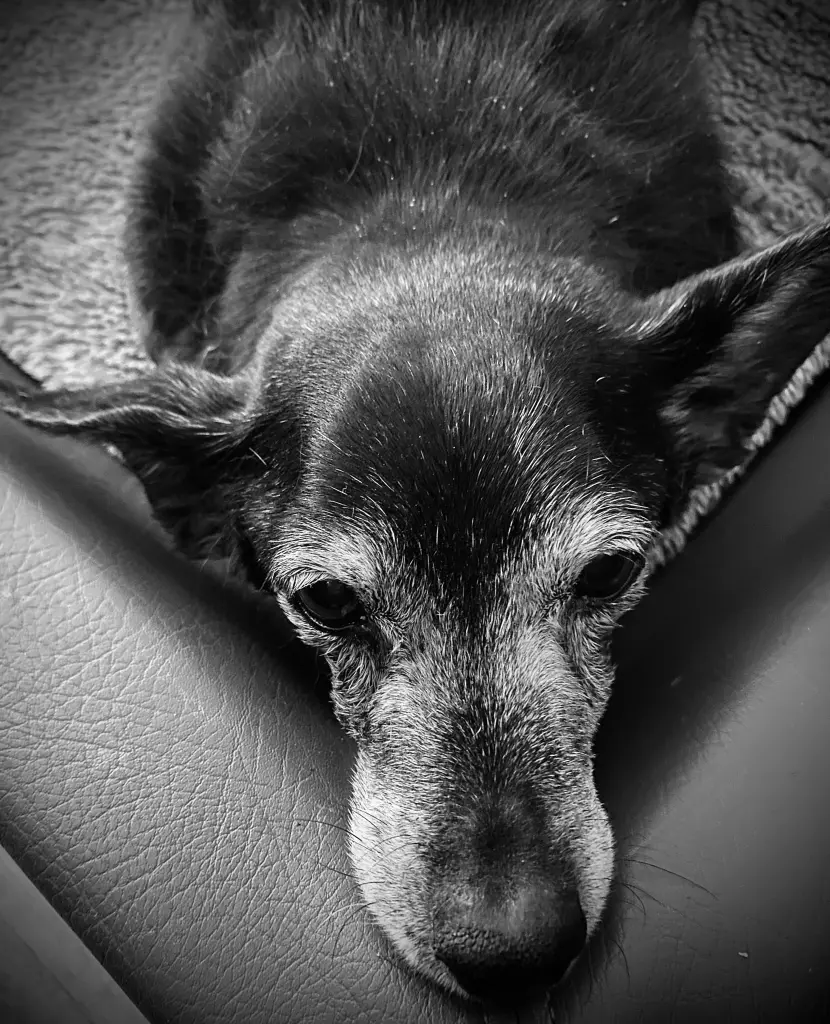 Paula (*01.05.2005 - ︎22.02.2021) - ROSENGARTEN-Sterne