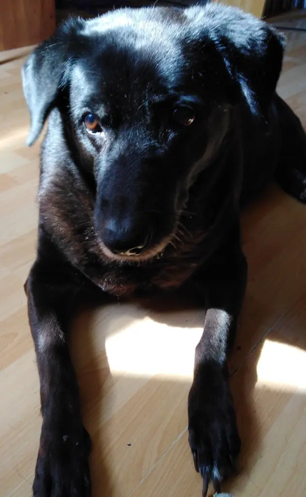 Bonnie (*04.07.2006 - ︎23.02.2021) - ROSENGARTEN-Sterne