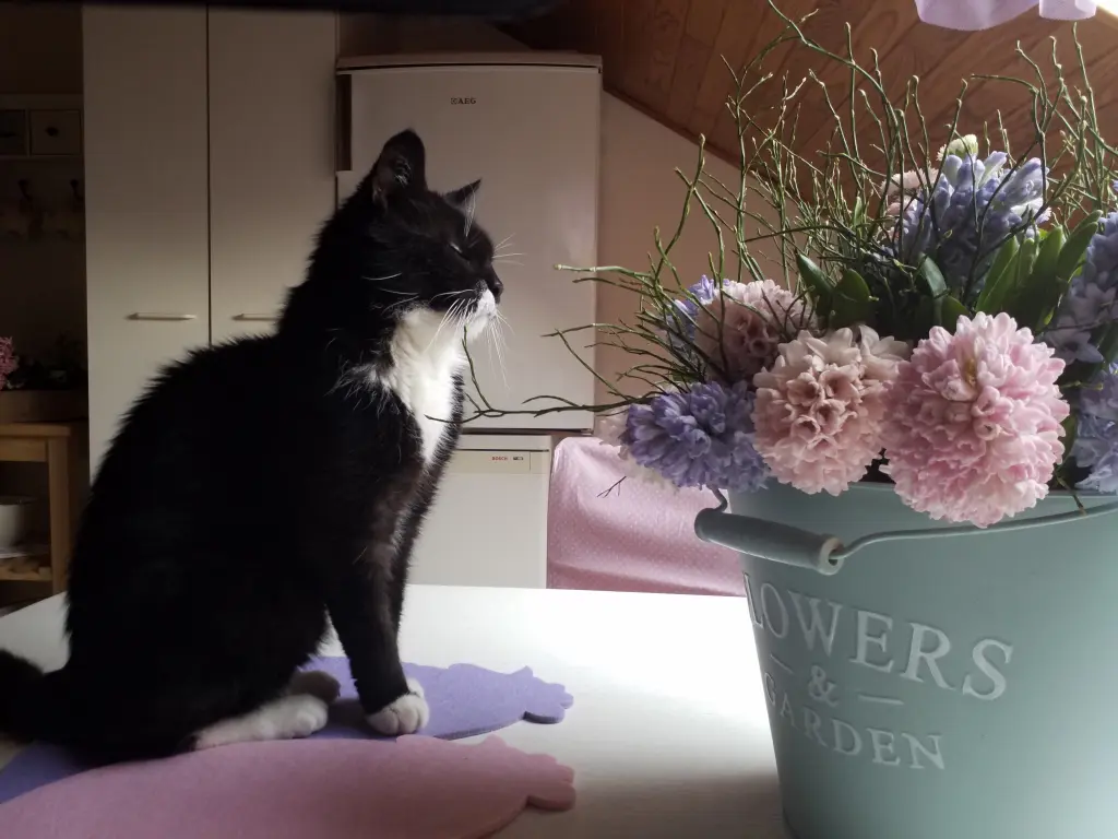 Pongo (*01.07.2001 - ︎13.02.2021) - ROSENGARTEN-Sterne