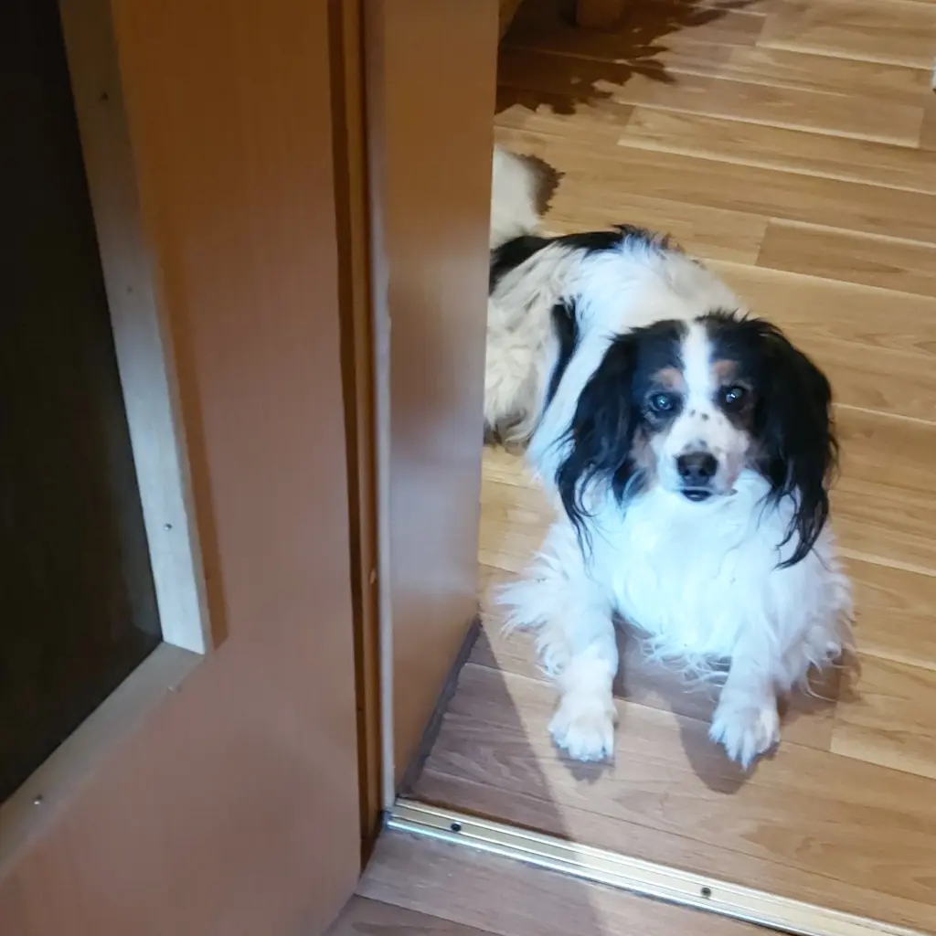 Merlin (*10.04.2004 - ︎13.02.2021) - ROSENGARTEN-Sterne