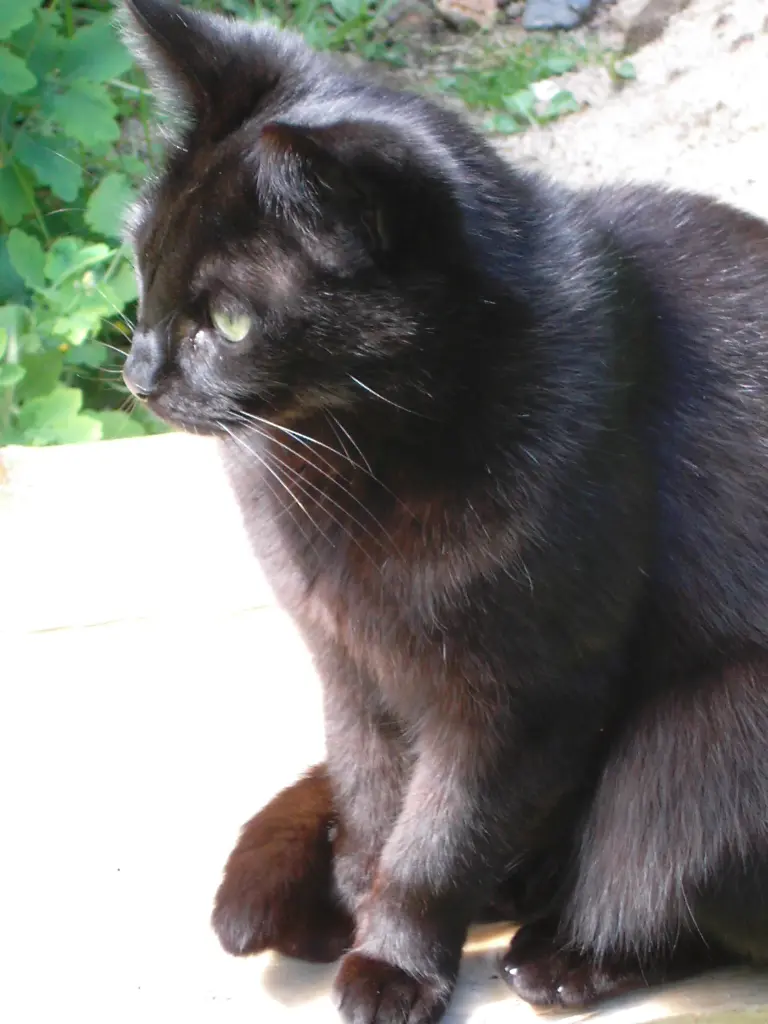 Candy (*16.05.2000 - ︎25.02.2021) - ROSENGARTEN-Sterne