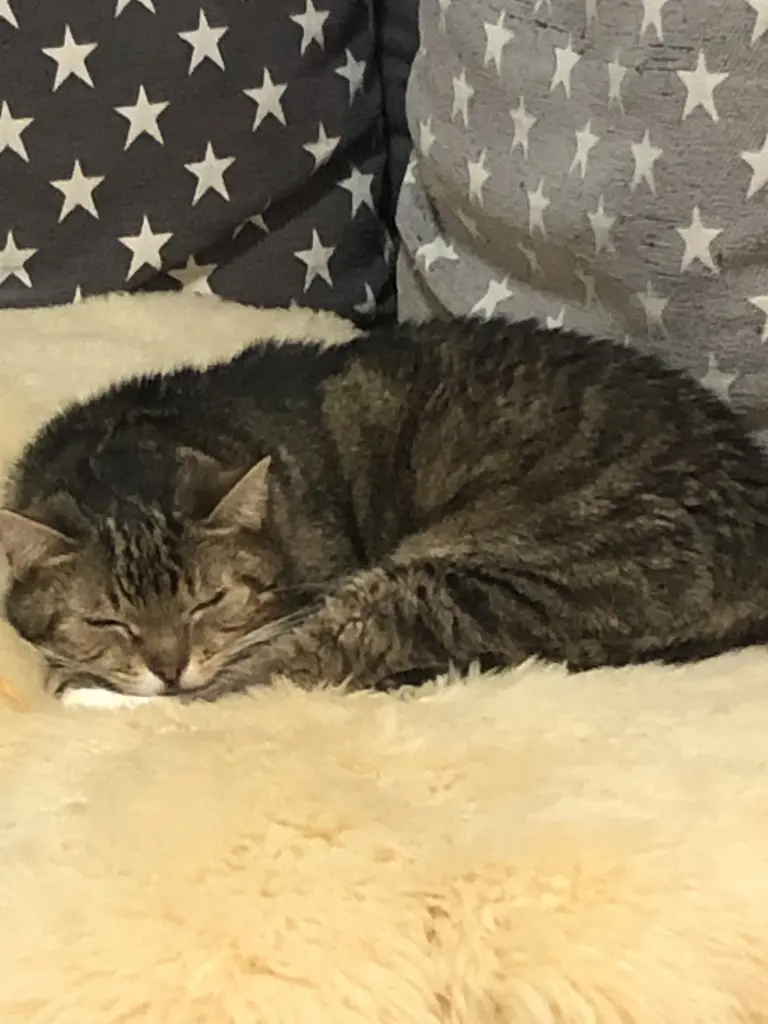 Chiva (*06.09.2010 - ︎02.03.2021) - ROSENGARTEN-Sterne