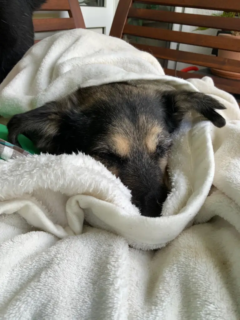 Fips (*05.10.2005 - ︎09.03.2021) - ROSENGARTEN-Sterne