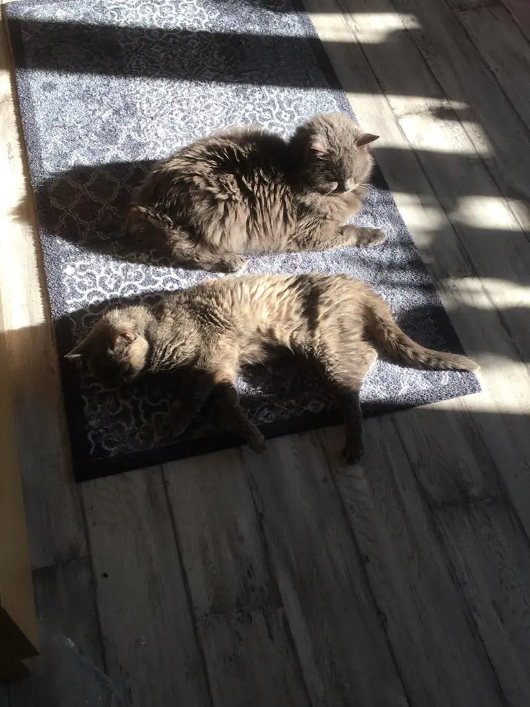 Merlin (*31.12.2002 - ︎18.02.2021) - ROSENGARTEN-Sterne