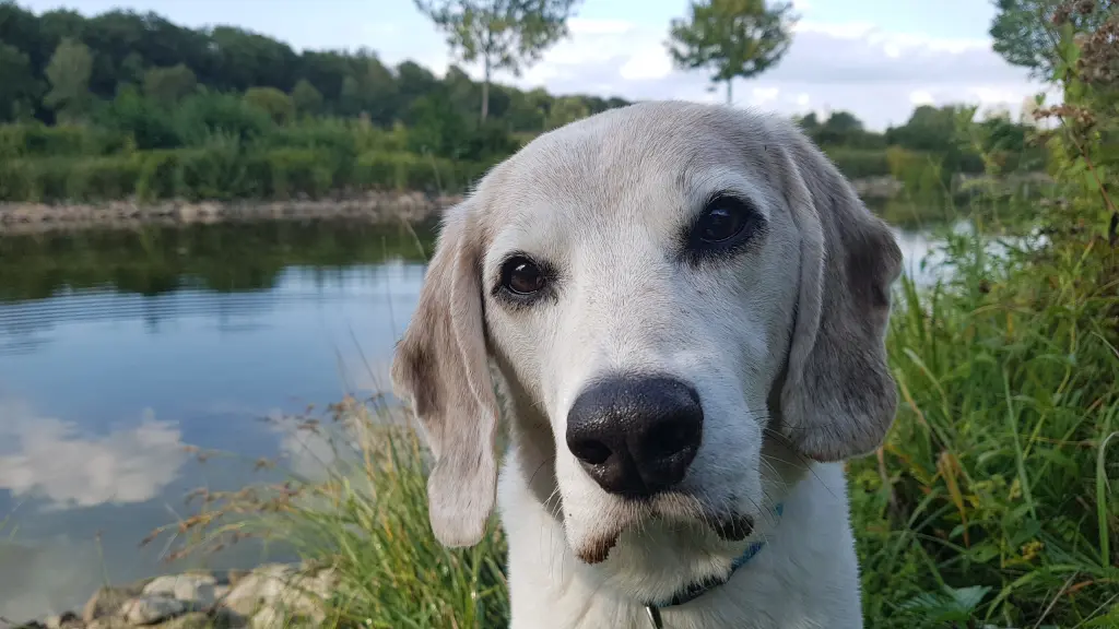 Oscar (*21.02.2006 - ︎08.03.2021) - ROSENGARTEN-Sterne