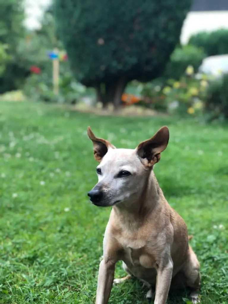 Kimi (*24.04.2004 - ︎02.03.2021) - ROSENGARTEN-Sterne
