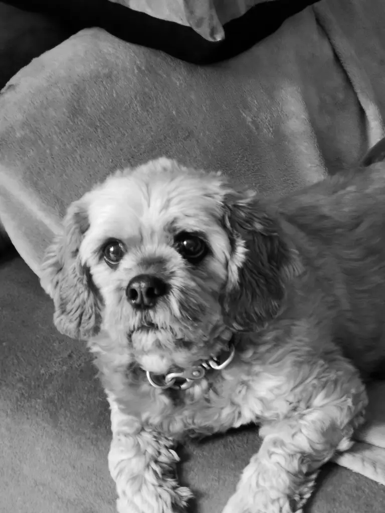 Feivel (*06.04.2010 - ︎04.03.2021) - ROSENGARTEN-Sterne