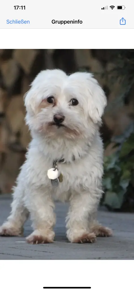 Buddy (*02.04.2002 - ︎20.02.2021) - ROSENGARTEN-Sterne