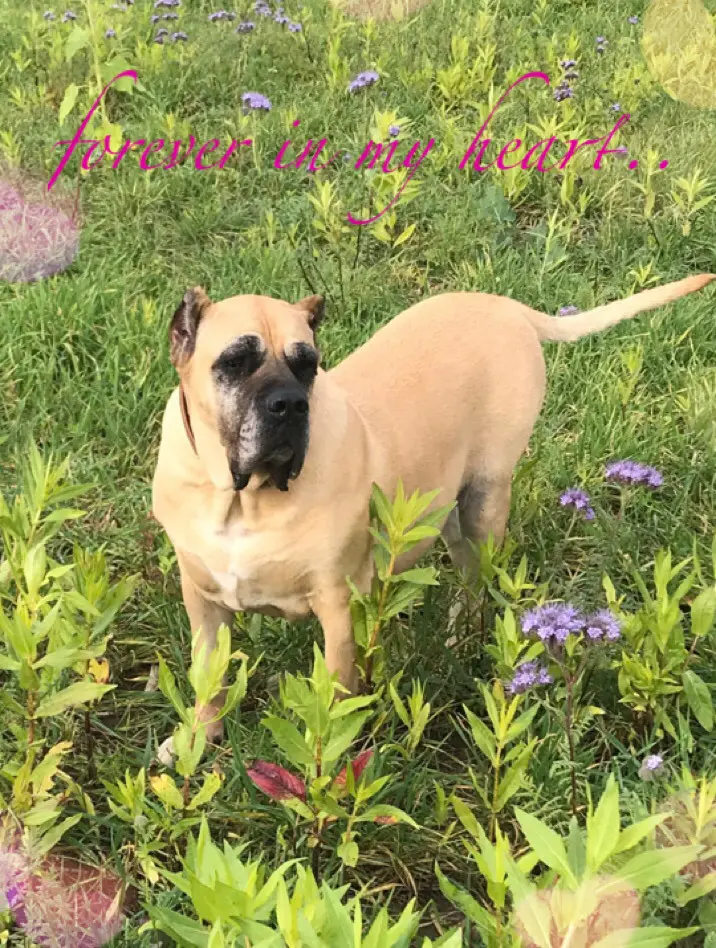 Ari (*25.04.2010 - ︎23.03.2021) - ROSENGARTEN-Sterne