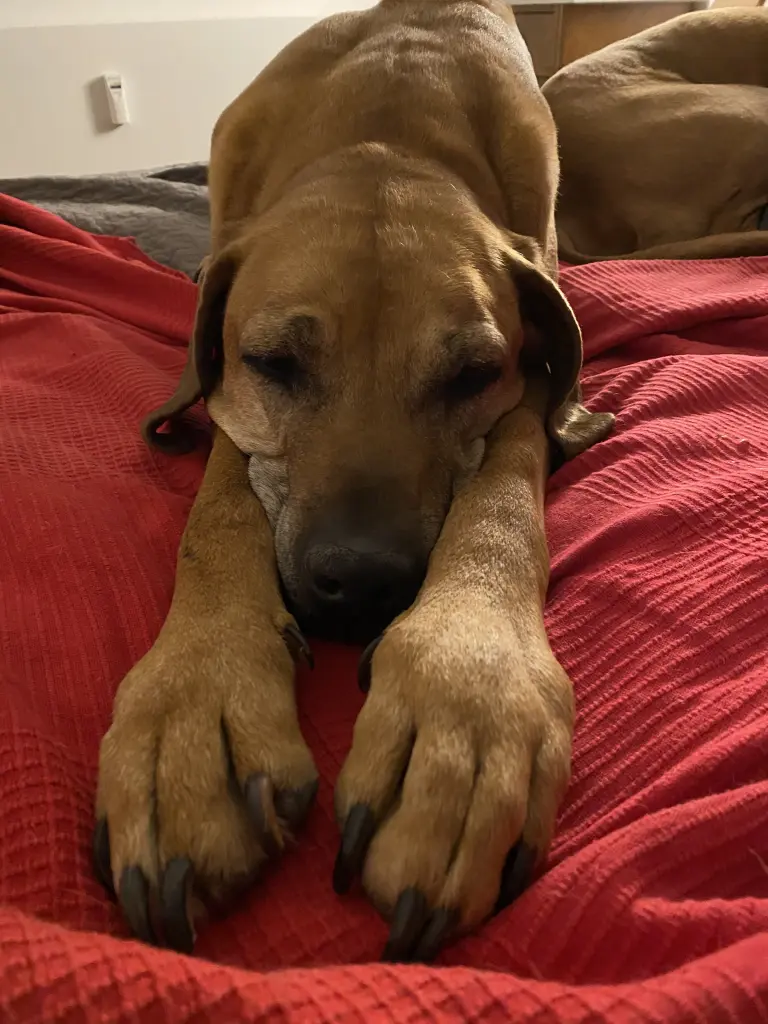 Franzi (*10.2009 - ︎03.2021) - ROSENGARTEN-Sterne