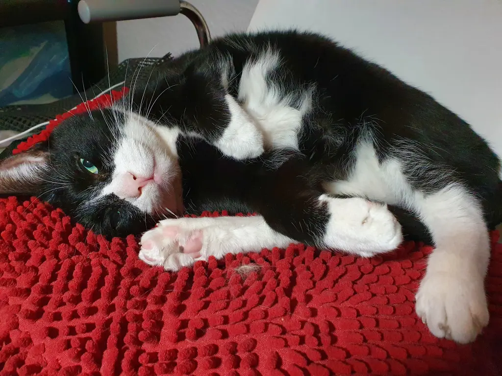 Felix (*02.05.2010 - ︎28.03.2021) - ROSENGARTEN-Sterne