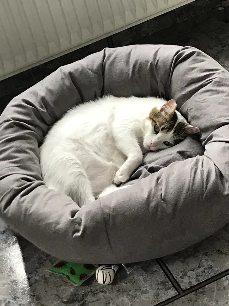 Finn (*2013 - ︎09.03.2021) - ROSENGARTEN-Sterne