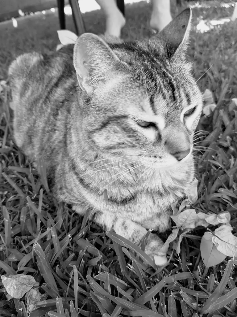 Chloe (*22.03.2008 - ︎14.04.2021) - ROSENGARTEN-Sterne