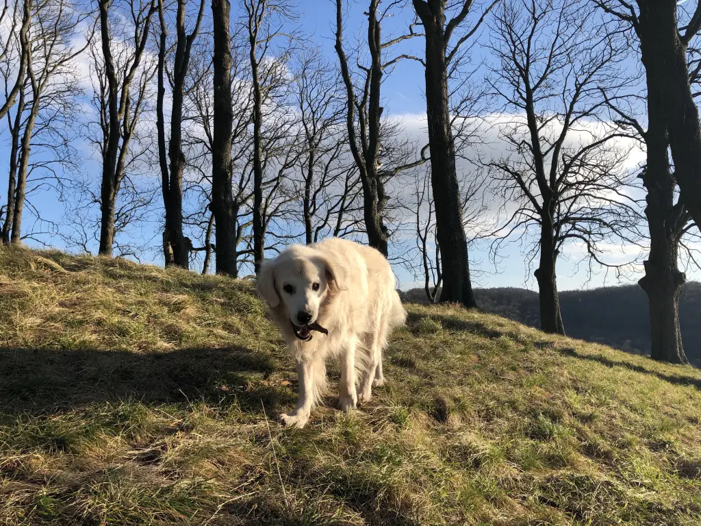 Finn (*03.01.2007 - ︎16.04.2021) - ROSENGARTEN-Sterne