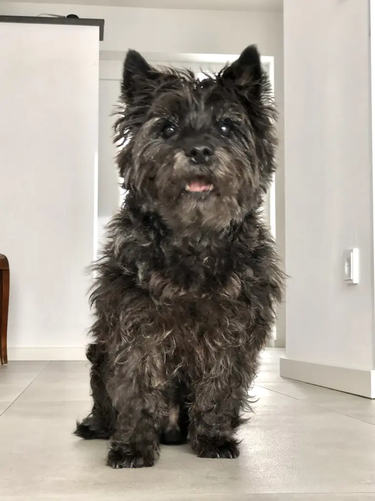 Leo (*24.07.2006 - ︎06.06.2021) - ROSENGARTEN-Sterne