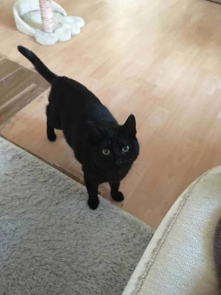 Merlin (*14.12.2017 - ︎11.05.2021) - ROSENGARTEN-Sterne
