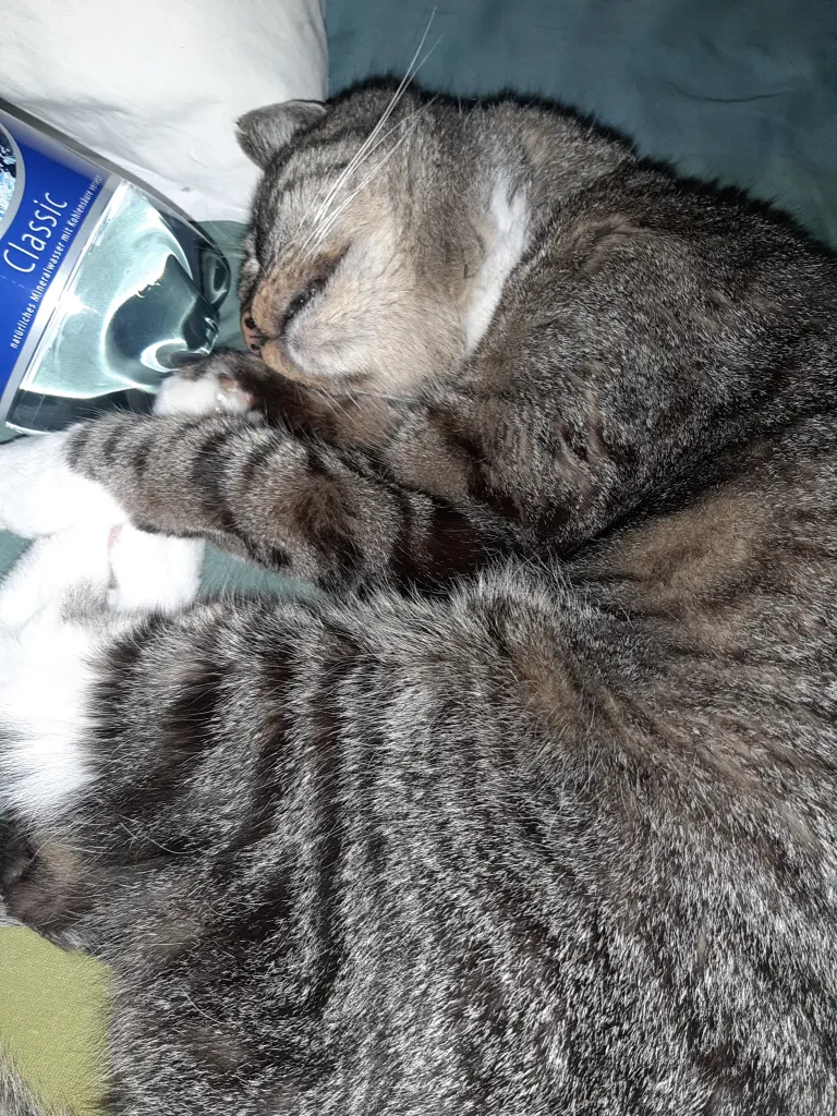 Snoopy (*01.01.2002 - ︎08.07.2021) - ROSENGARTEN-Sterne