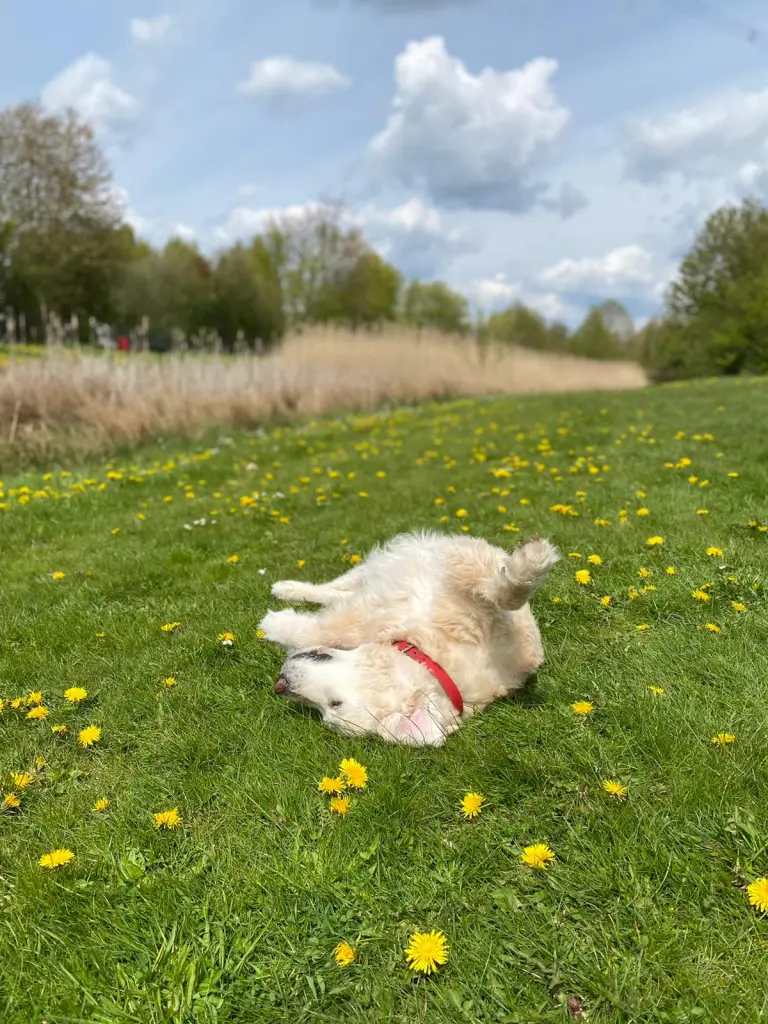 Paul (*26.02.2009 - ︎03.08.2021) - ROSENGARTEN-Sterne
